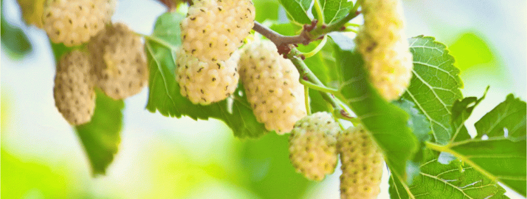 ΑΣΠΡΑ ΜΟΥΡΑ: ΔΟΚΙΜΑΣΤΕ ΤΗ ΝΕΑ ΥΠΕΡΤΡΟΦΗ
